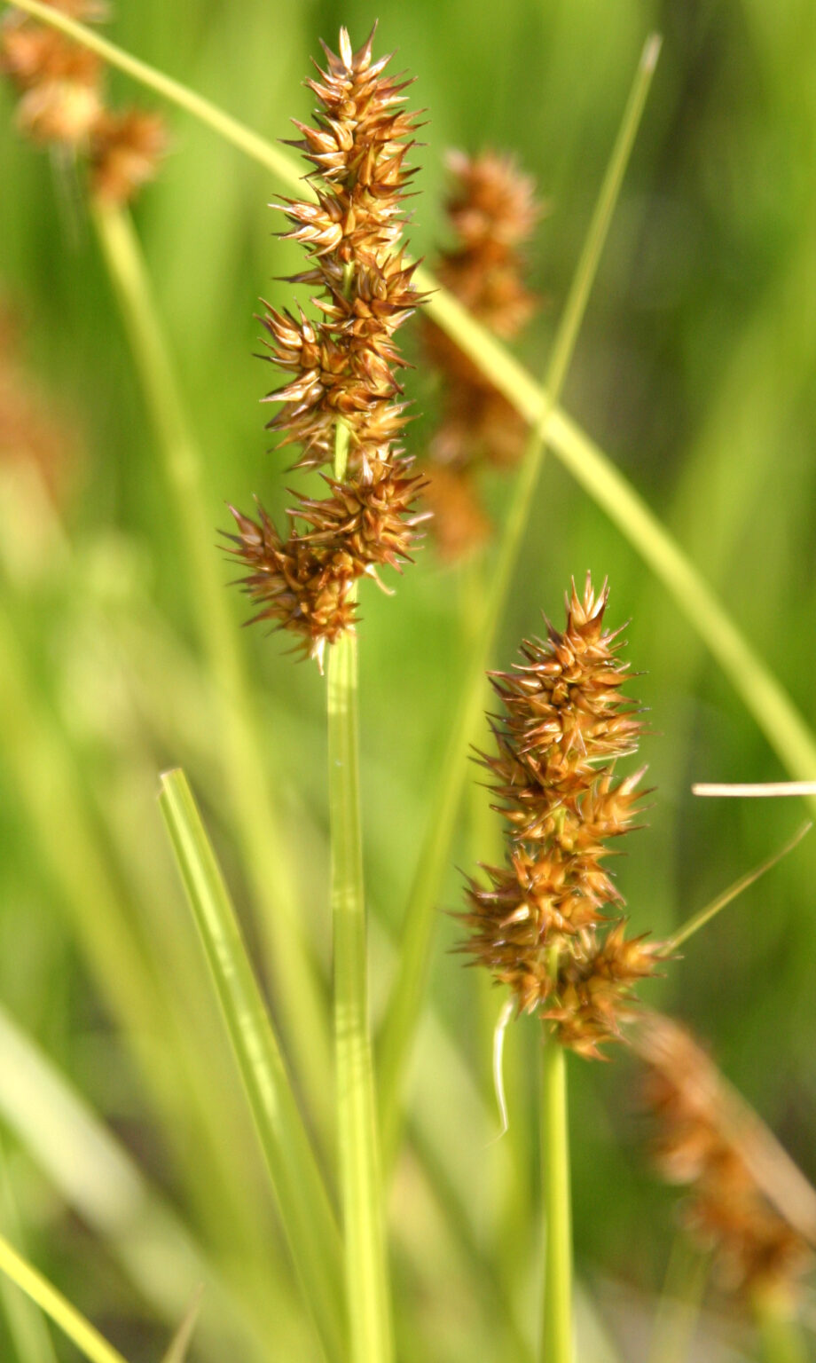 Seed Price List - Spence Restoration Nursery