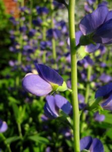 Plant List - Spence Restoration Nursery
