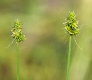 Seed Price List - Spence Restoration Nursery