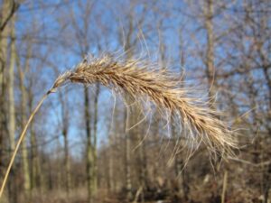 Canada Wild Rye - Spence Restoration Nursery