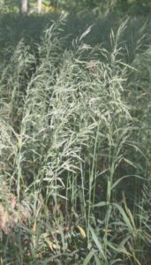 Common Wood Reed - Spence Restoration Nursery