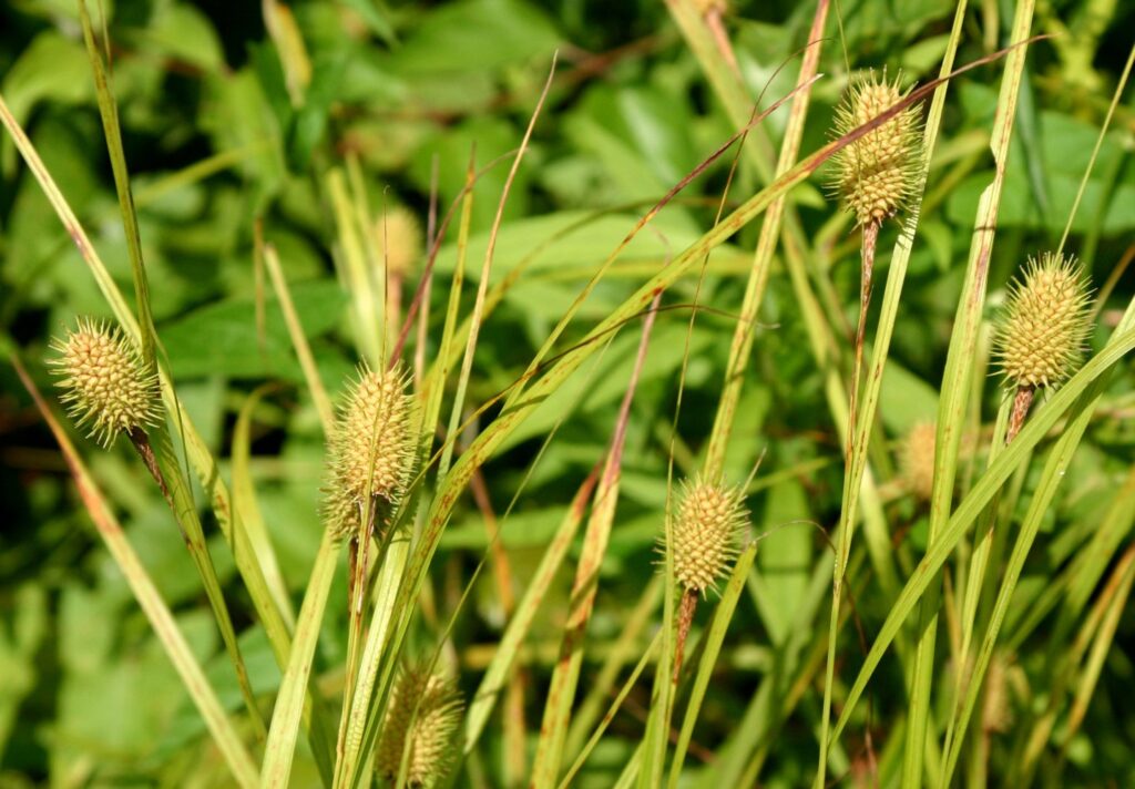 Wet Woods - Spence Restoration Nursery