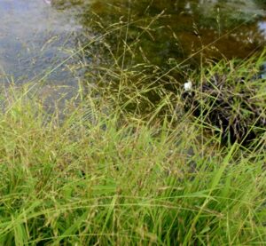 Rice-Cut Grass - Spence Restoration Nursery