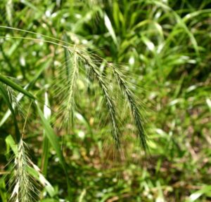 Silky Wild Rye - Spence Restoration Nursery