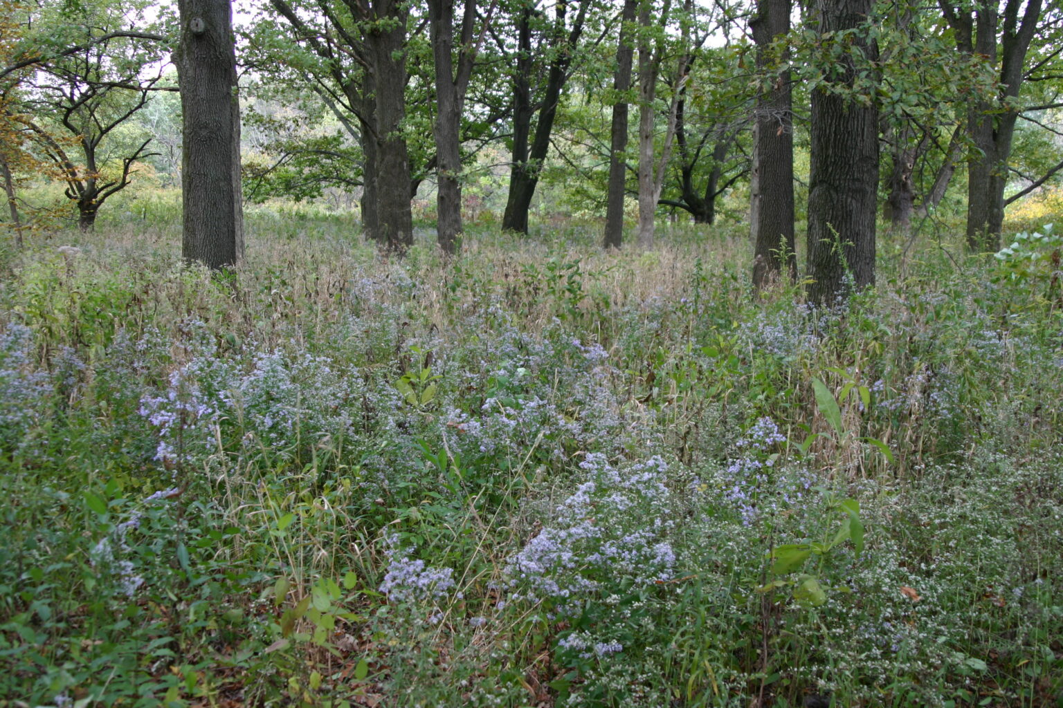 Upland Woodland Mix - Spence Restoration Nursery