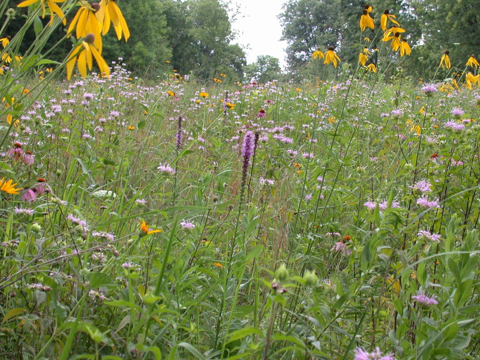 Mesic Prairie Mix - Spence Restoration Nursery