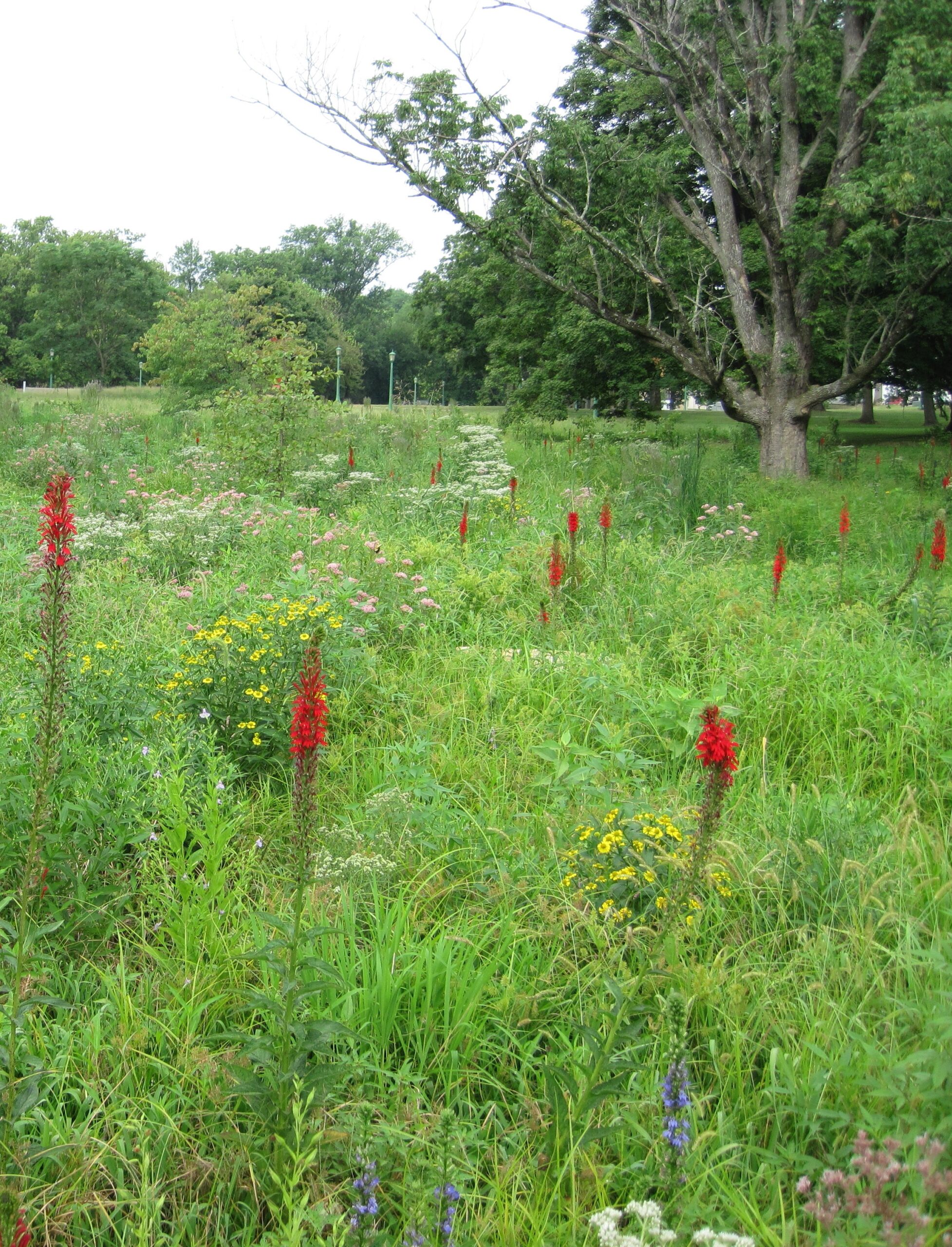 Sedge Meadow Seed Mix - Spence Restoration Nursery